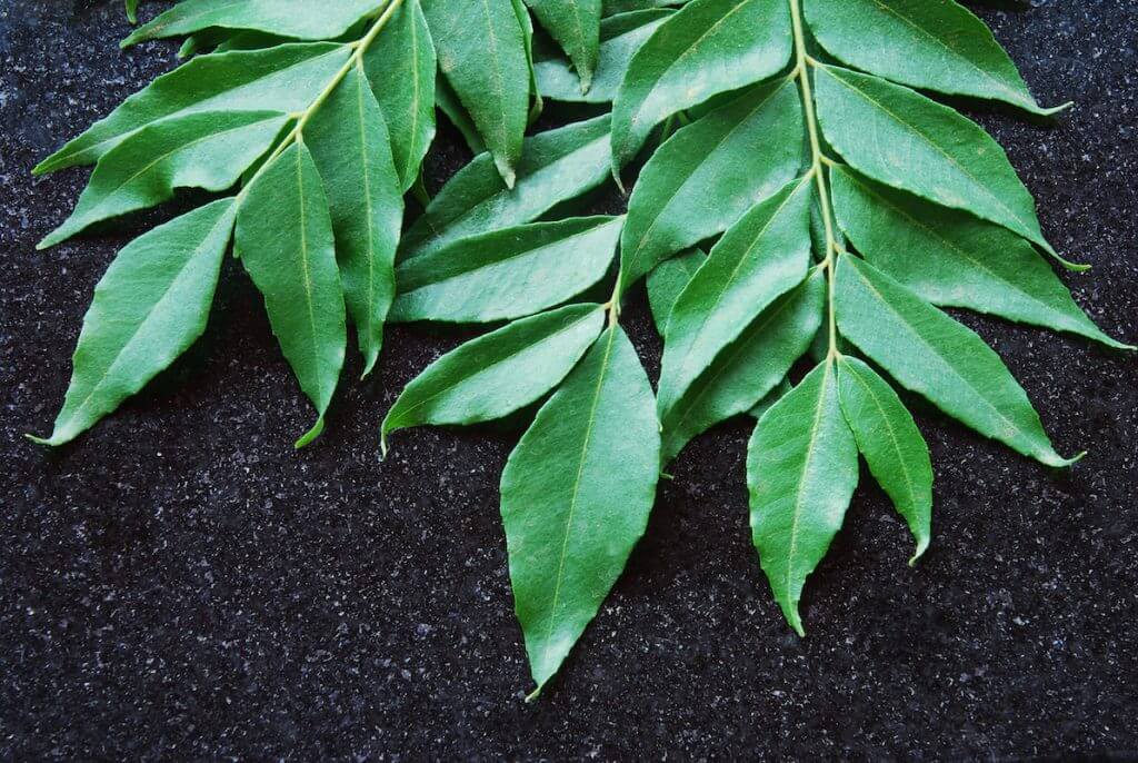 Curry Leaves A Truly Indian Spice