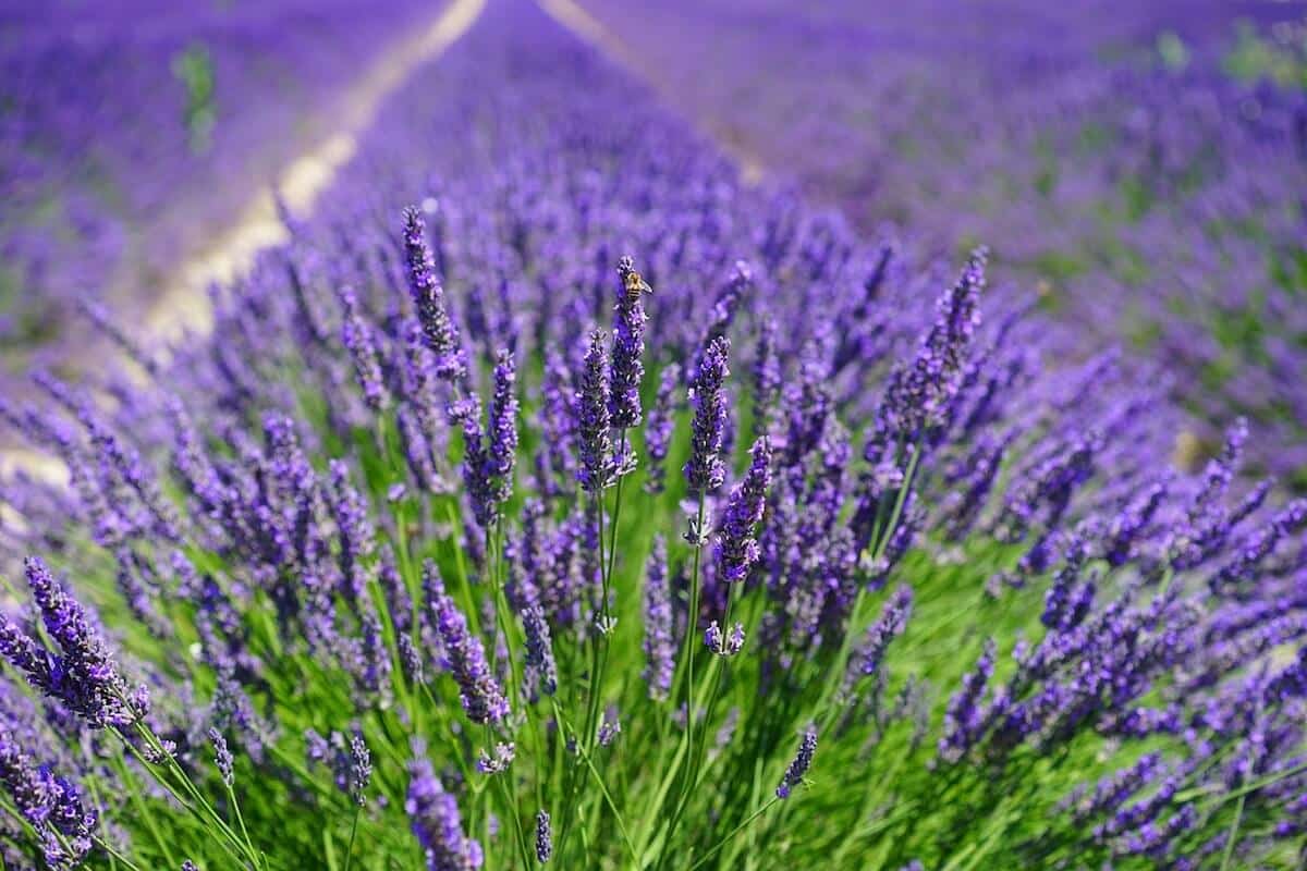 Lavender: A Fragrant Flower And A Tasty Herb – SPICEography