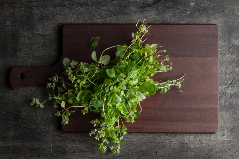 Basil Vs. Oregano – How Do They Compare? – SPICEography