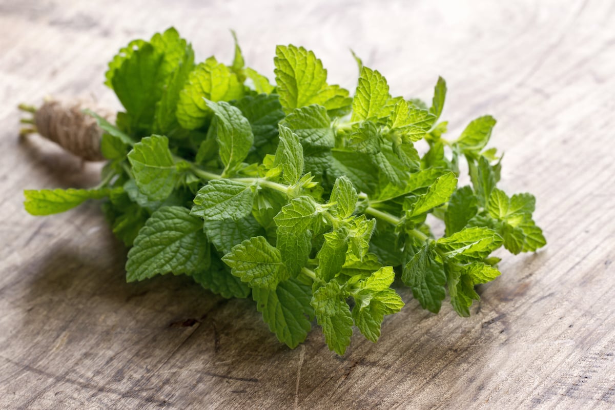 Cooking With Mint The Dos And Don Ts Spiceography