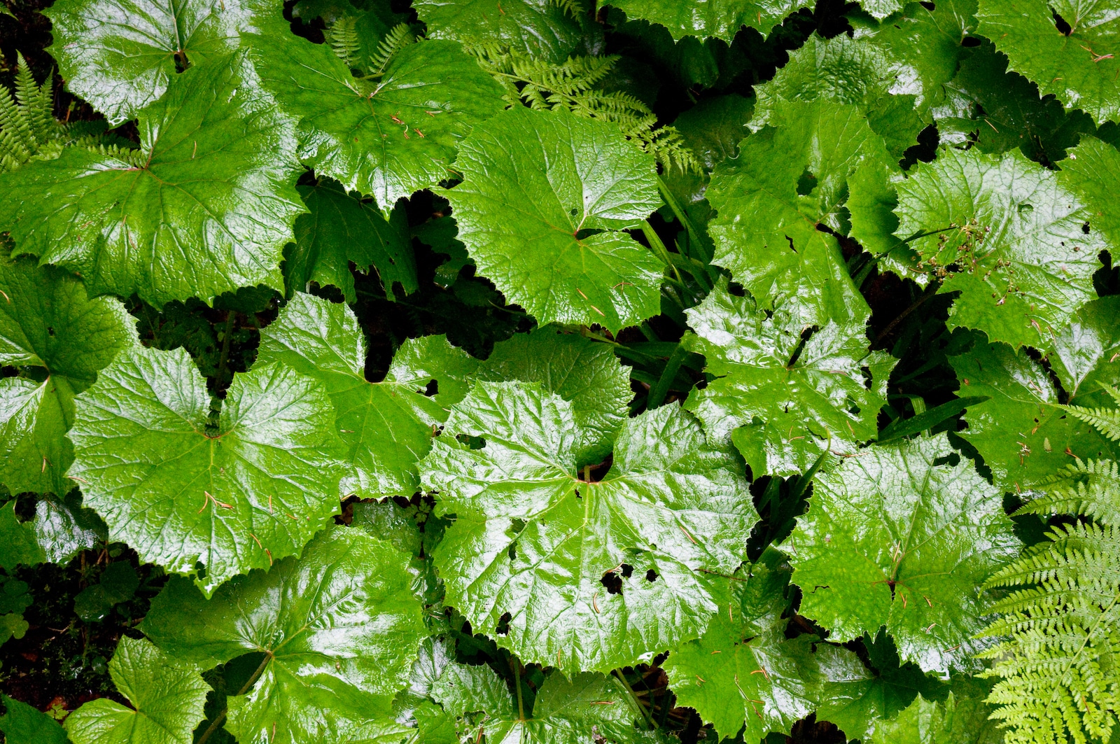 Feverfew Vs. Butterbur: SPICEography Showdown – SPICEography