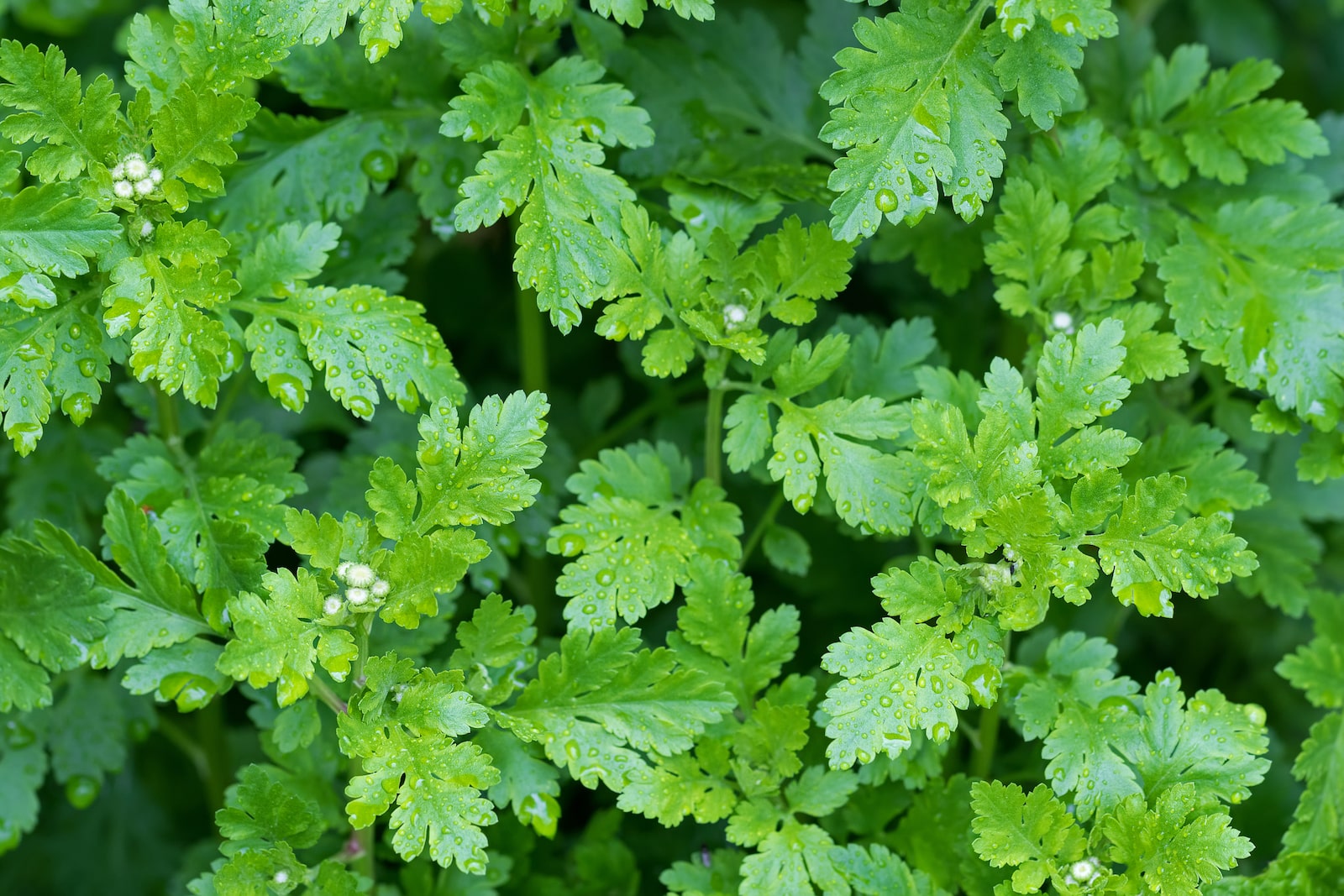 Feverfew A Pain Killing Herb