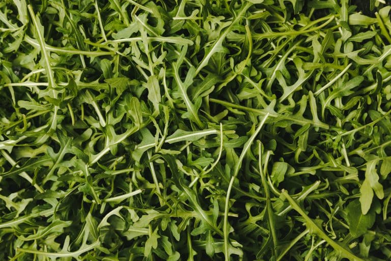 What’s A Good Arugula Substitute? – SPICEography