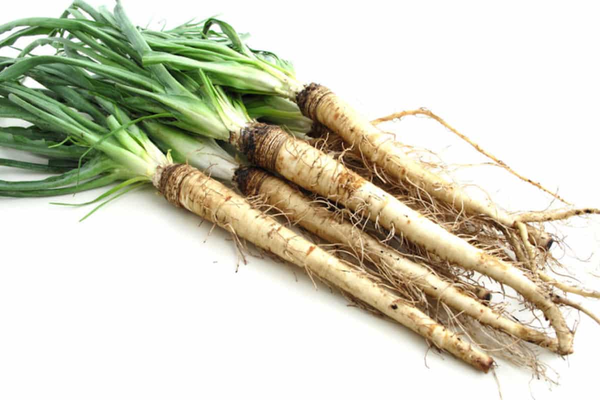 Salsify: A Forgotten Root Vegetable﻿ – SPICEography