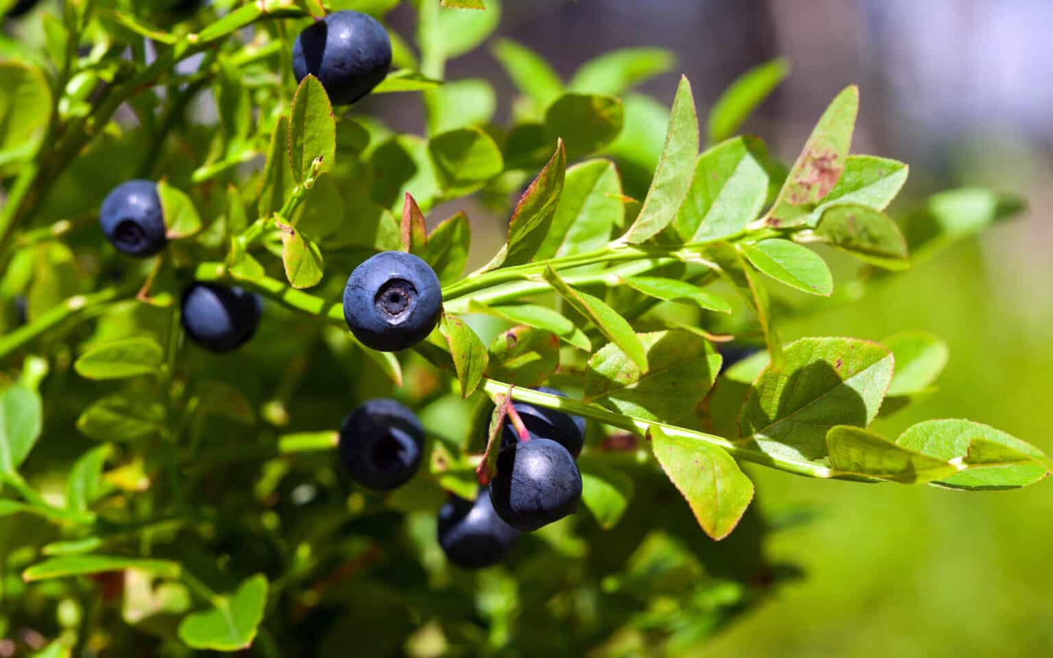 Bilberry: Europe's Blueberry
