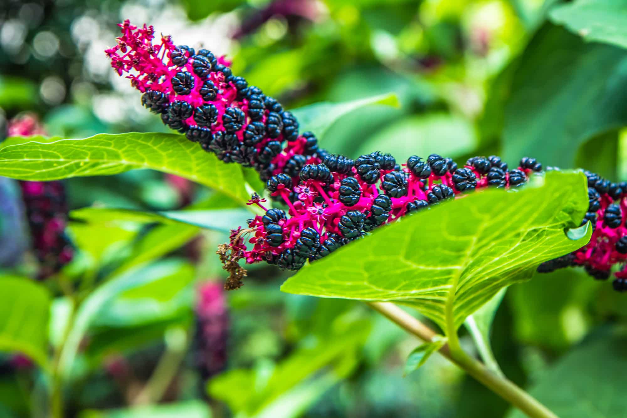 Elderberry vs pokeberry – SPICEography