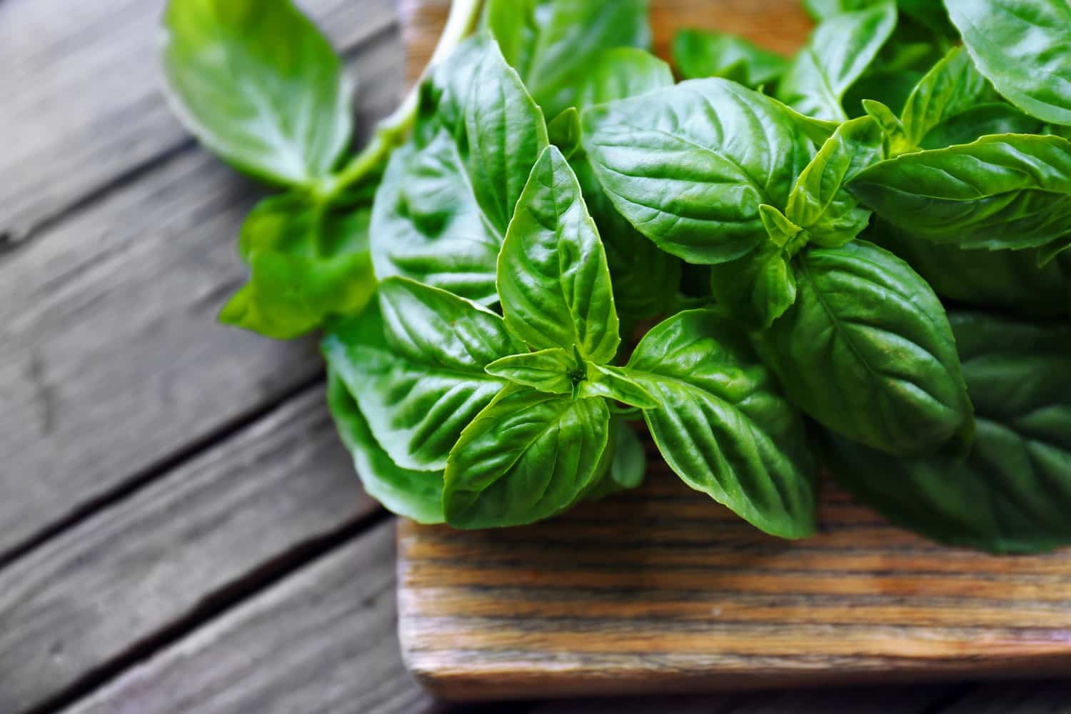 Basil Vs. Thai Basil: SPICEography Showdown – SPICEography