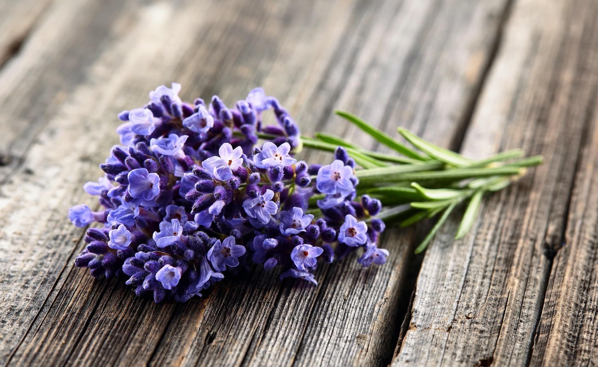 How To Store Lavender For The Freshest Flavor – SPICEography