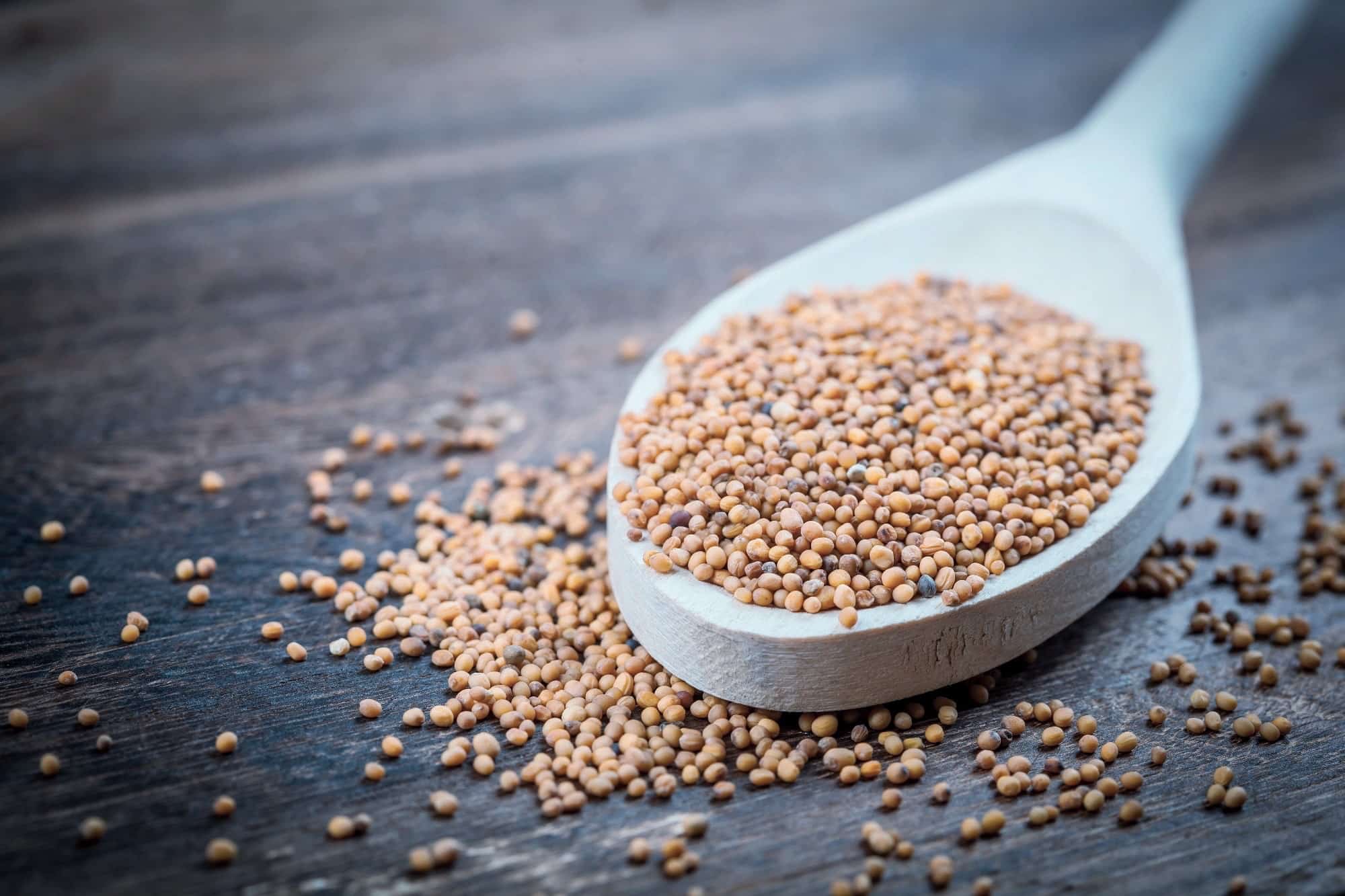 Mustard Powder Vs Mustard Seed SPICEography Showdown